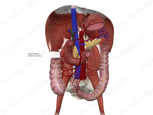 Ileal Arteries | Complete Anatomy