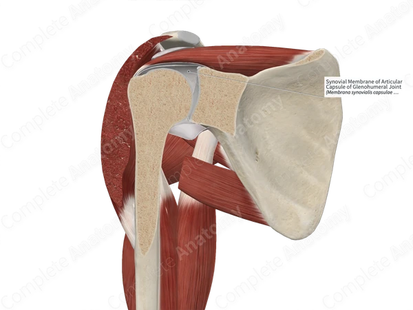 Synovial Membrane of Articular Capsule of Glenohumeral Joint | Complete ...