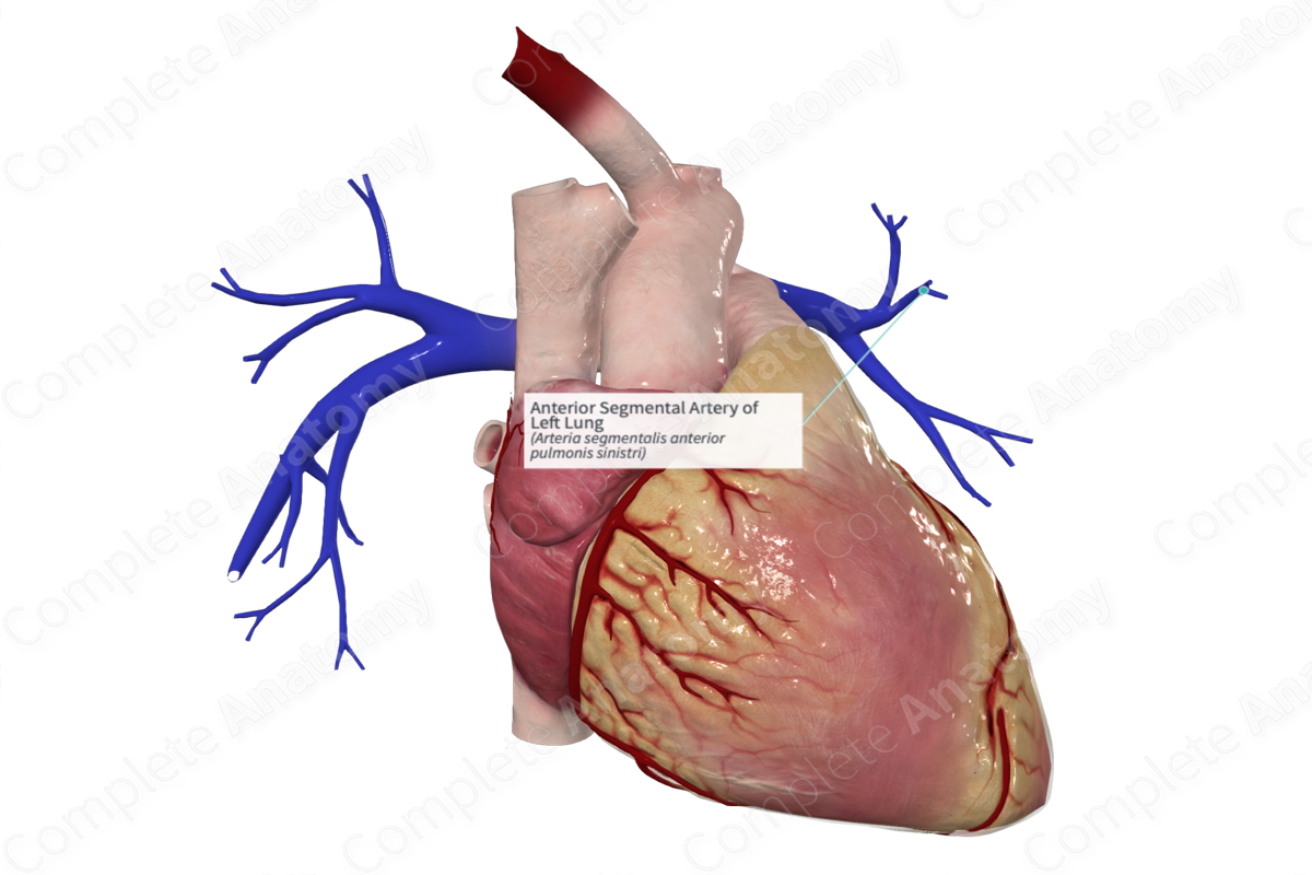 Anterior Segmental Artery Of Left Lung Complete Anatomy