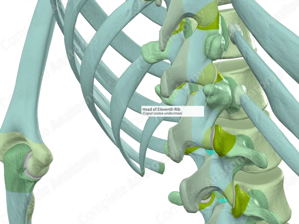 Head of Eleventh Rib | Complete Anatomy