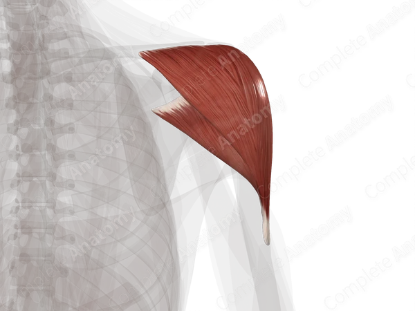 Deltoid Muscle (Left) | Complete Anatomy