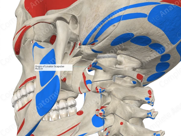 Origin of Levator Scapulae Muscle | Complete Anatomy