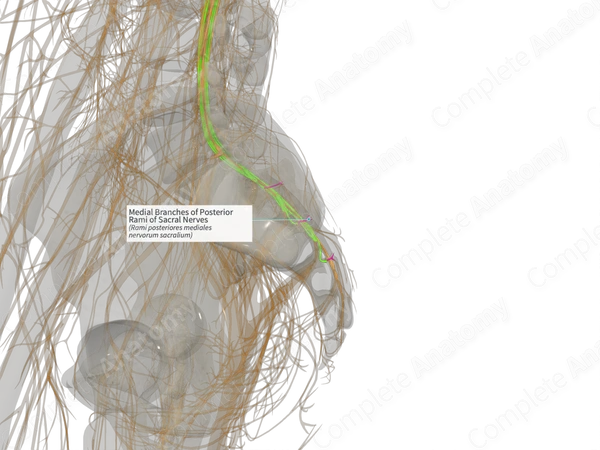 Medial Branches of Posterior Rami of Sacral Nerves (Right) | Complete ...
