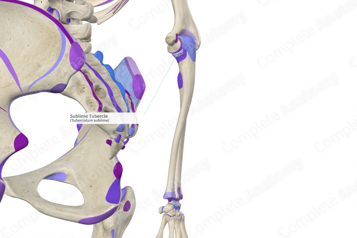 Sublime Tubercle Complete Anatomy