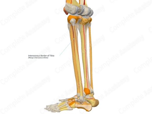 Interosseous Border of Tibia | Complete Anatomy