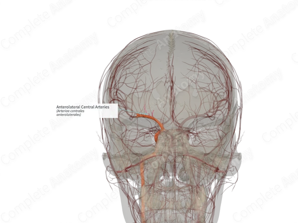 Anterolateral Central Arteries (Right) | Complete Anatomy