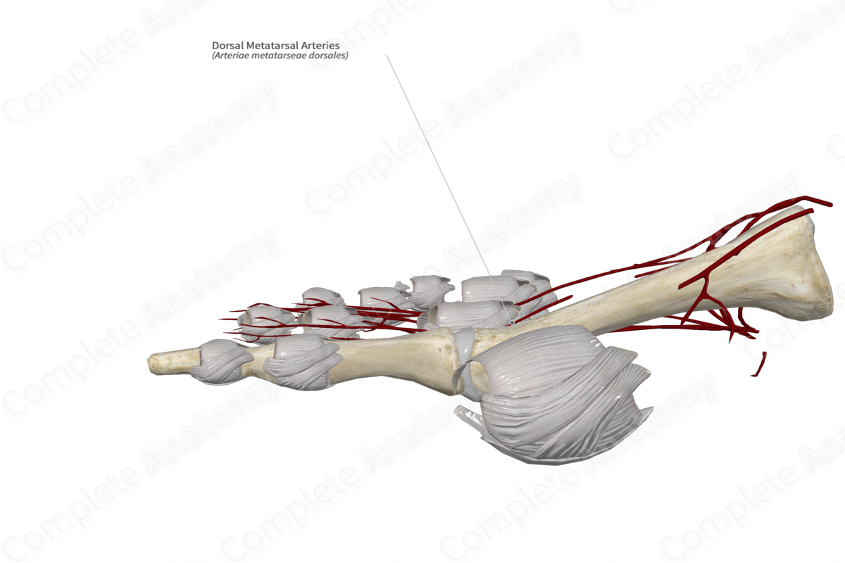 Dorsal Metatarsal Arteries Complete Anatomy
