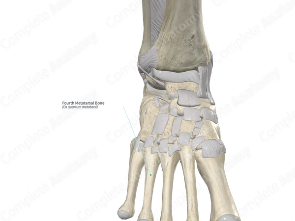 Fourth Metatarsal Bone | Complete Anatomy