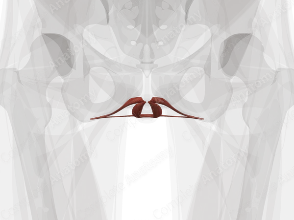 Muscles of Superficial Perineal Space | Complete Anatomy