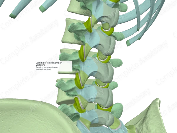 Lamina of Third Lumbar Vertebra (Left) | Complete Anatomy