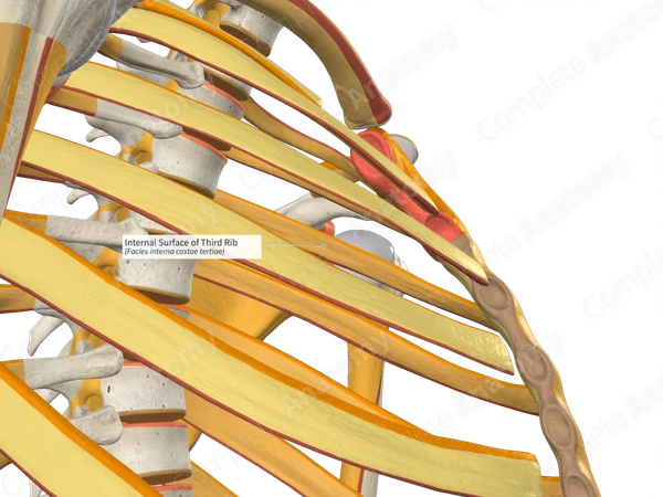 Internal Surface of Third Rib | Complete Anatomy