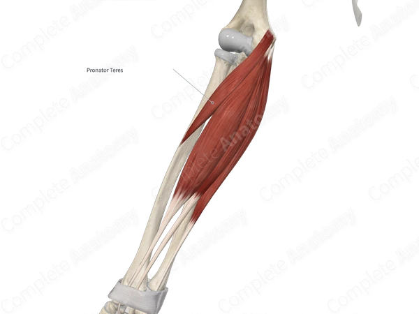 Pronator Teres Attachments Action Innervation Pronator Teres Store