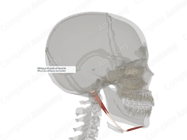 Oblique Muscle of Auricle (Left) | Complete Anatomy