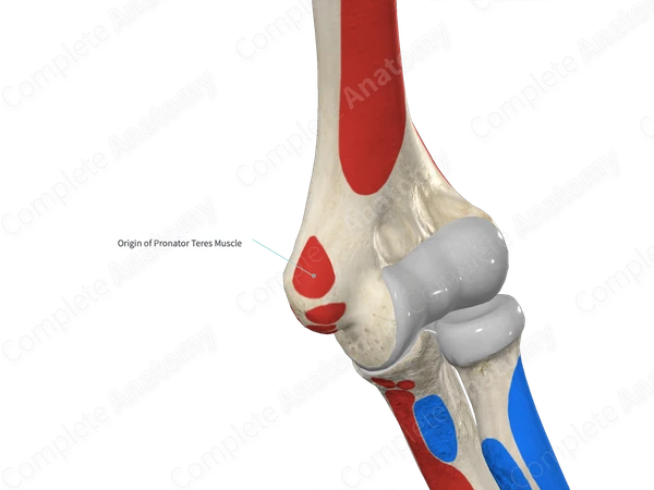 Origin of Pronator Teres Muscle | Complete Anatomy