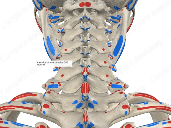Insertion of Interspinales Colli Muscles | Complete Anatomy