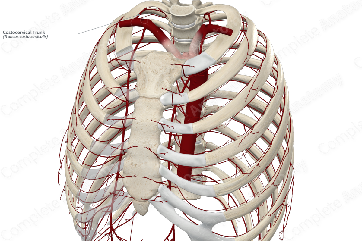 Costocervical Trunk | Complete Anatomy