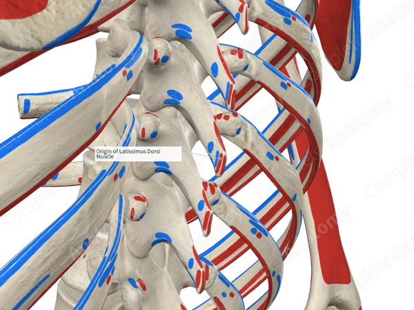 Origin of Latissimus Dorsi Muscle | Complete Anatomy