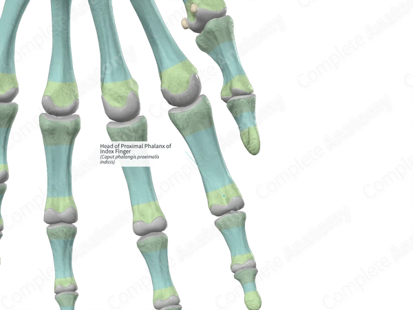 Head of Proximal Phalanx of Index Finger | Complete Anatomy