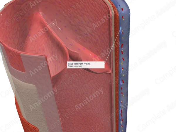 Vasa Vasorum (Vein) | Complete Anatomy
