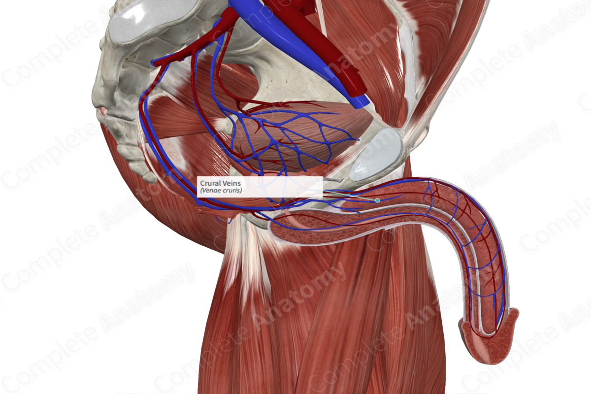 Crural Veins | Complete Anatomy