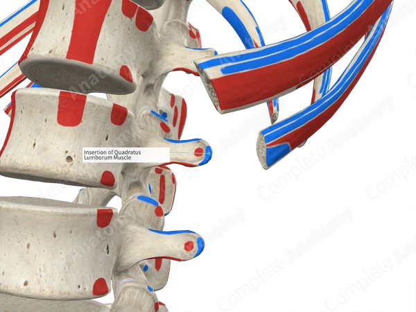 Insertion of Quadratus Lumborum Muscle | Complete Anatomy