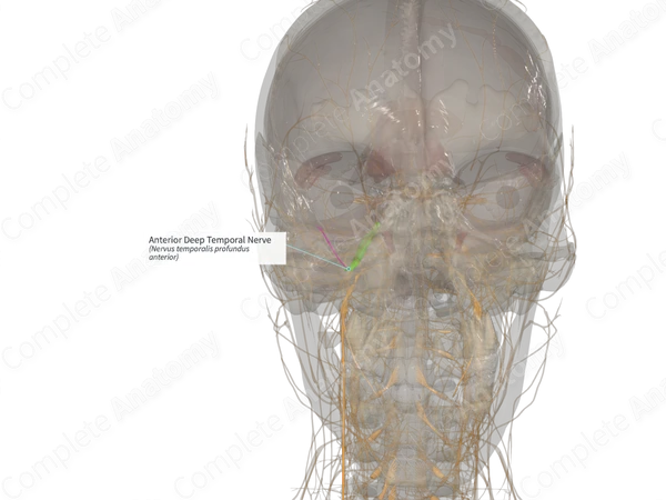Anterior Deep Temporal Nerve (Left) | Complete Anatomy
