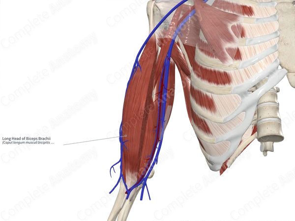 Biceps Diagram