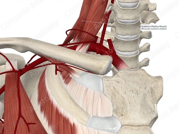 Scalenus Medius Muscle | Complete Anatomy