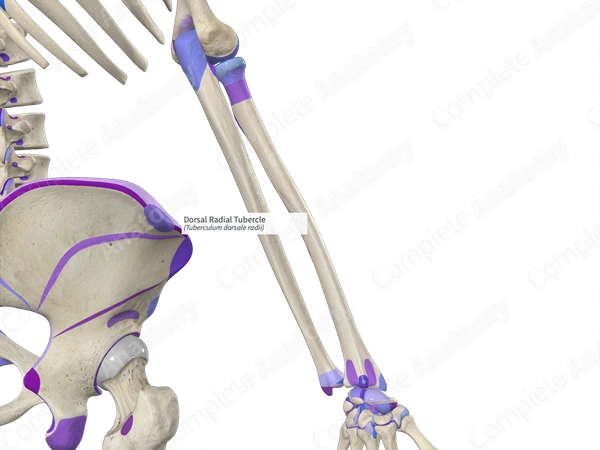 Dorsal Radial Tubercle | Complete Anatomy