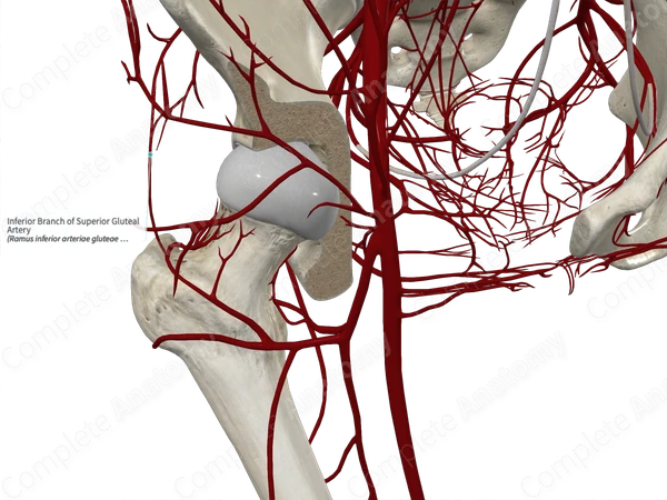 Inferior Branch of Superior Gluteal Artery | Complete Anatomy