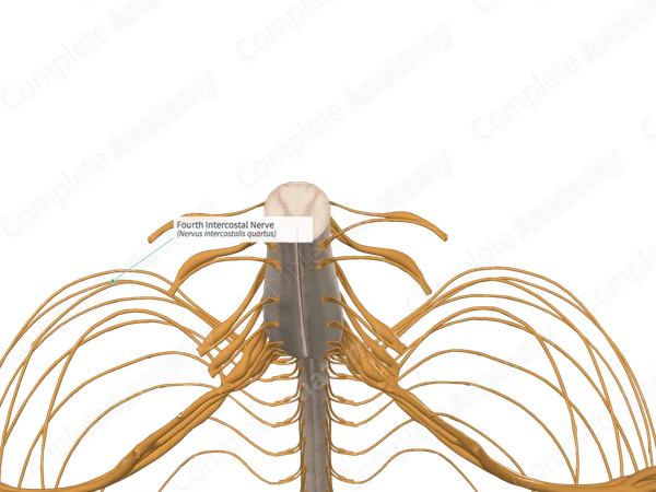Fourth Intercostal Nerve | Complete Anatomy