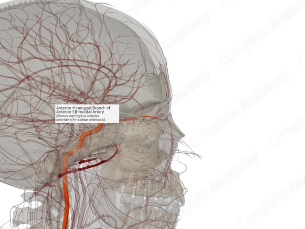 Anterior Meningeal Branch of Anterior Ethmoidal Artery (Left ...