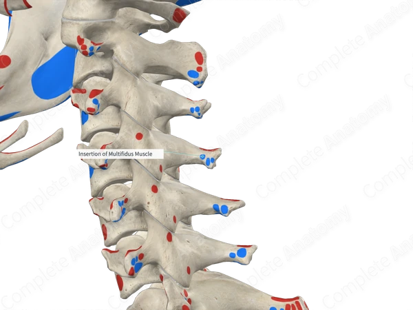 Insertion of Multifidus Muscle | Complete Anatomy