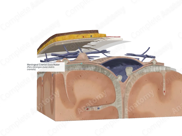 Meningeal Cranial Dura Mater | Complete Anatomy