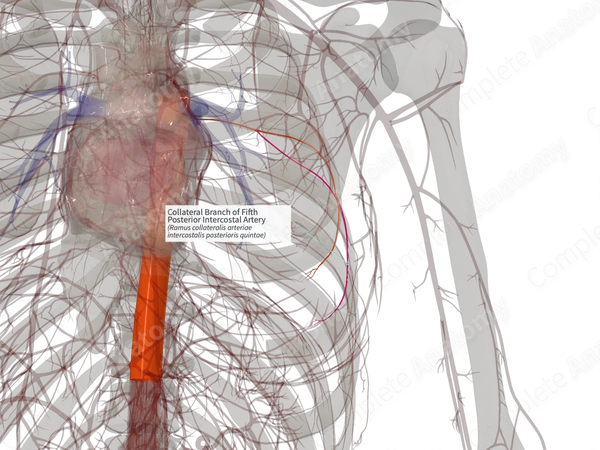 Collateral Branch of Fifth Posterior Intercostal Artery (Left ...