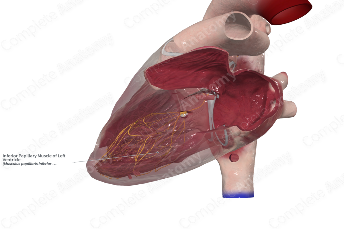 Inferior Papillary Muscle Of Left Ventricle Complete Anatomy