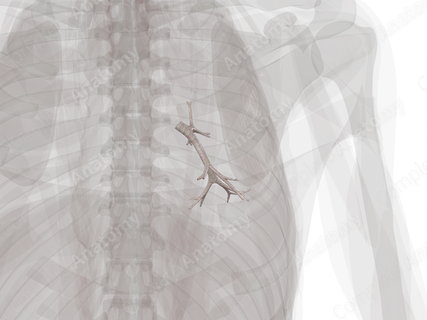 Bronchi of Inferior Lobe of Left Lung | Complete Anatomy