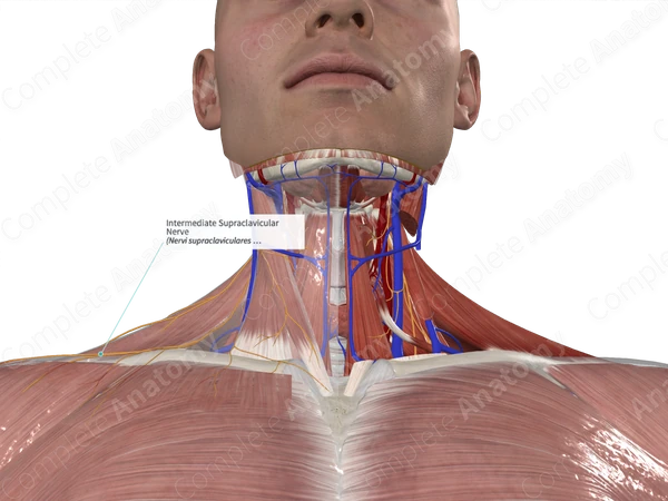 Intermediate Supraclavicular Nerve | Complete Anatomy
