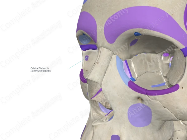 Orbital Tubercle | Complete Anatomy