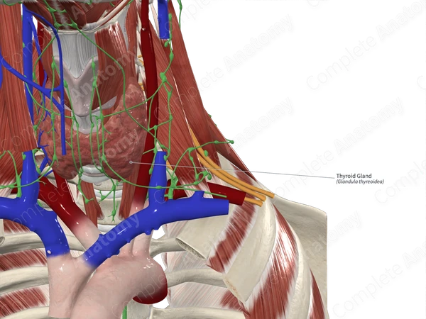 Thyroid Gland | Complete Anatomy