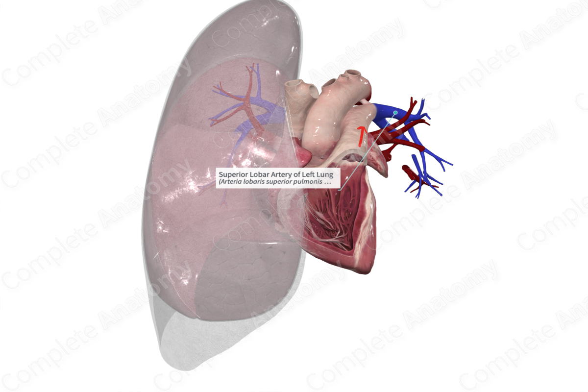 Superior Lobar Artery Of Left Lung Complete Anatomy