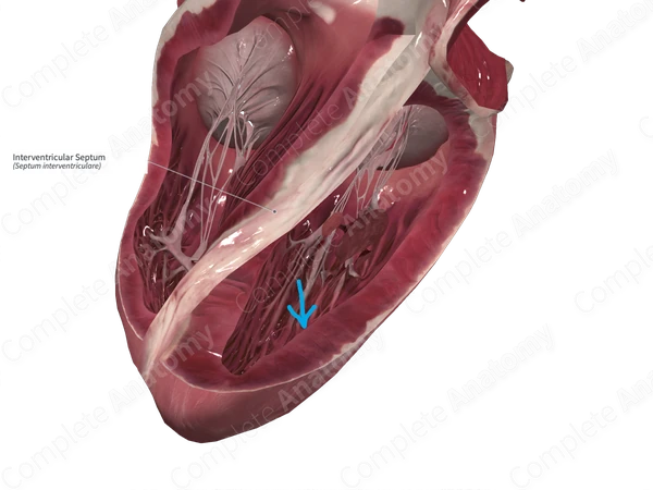 Interventricular Septum | Complete Anatomy