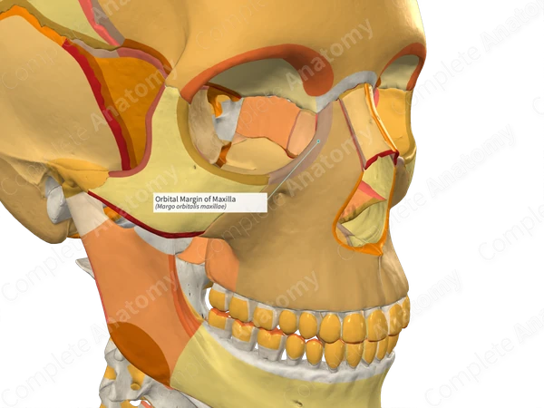 Orbital Margin of Maxilla | Complete Anatomy