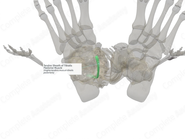 Tendon Sheath of Tibialis Posterior Muscle (Right) | Complete Anatomy