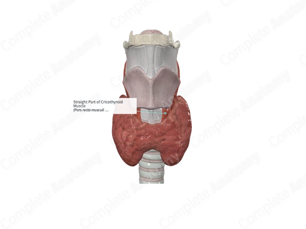 Straight Part of Cricothyroid Muscle | Complete Anatomy