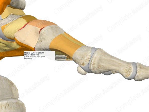 Medial Surface of Fifth Metatarsal Bone | Complete Anatomy