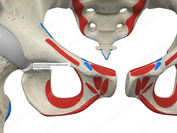 Insertion of External Abdominal Oblique Muscle | Complete Anatomy