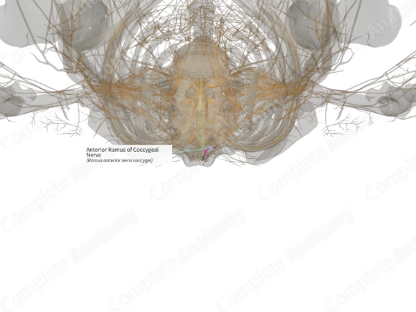 Anterior Ramus of Coccygeal Nerve (Left) | Complete Anatomy