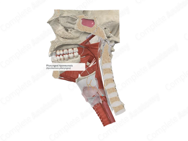 Pharyngeal Aponeurosis | Complete Anatomy