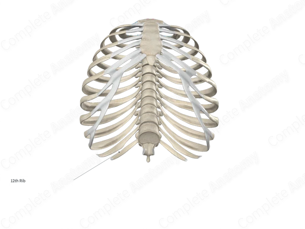 Twelfth Rib | Complete Anatomy